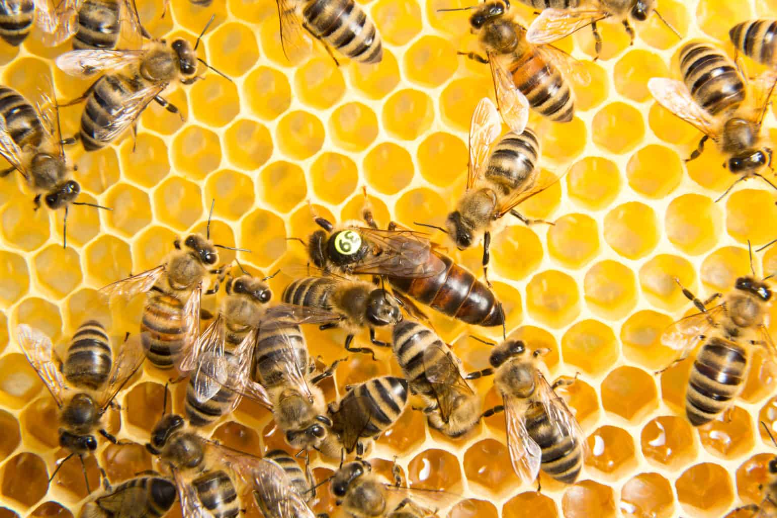 Everything You Need To Know About The Queen Bee – Grampa's Honey