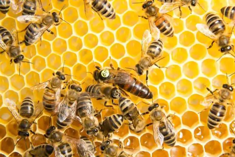 Everything You Need To Know About The Queen Bee – Grampa's Honey