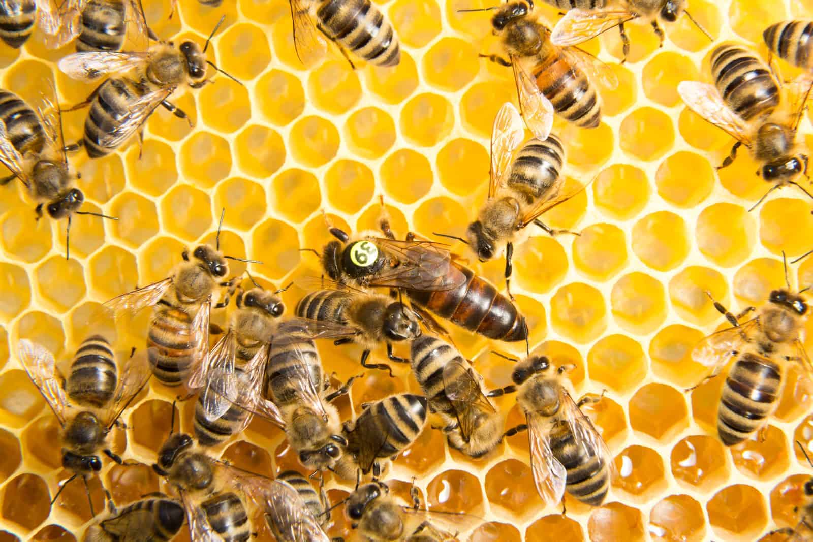 Everything You Need To Know About The Queen Bee – Grampa's Honey