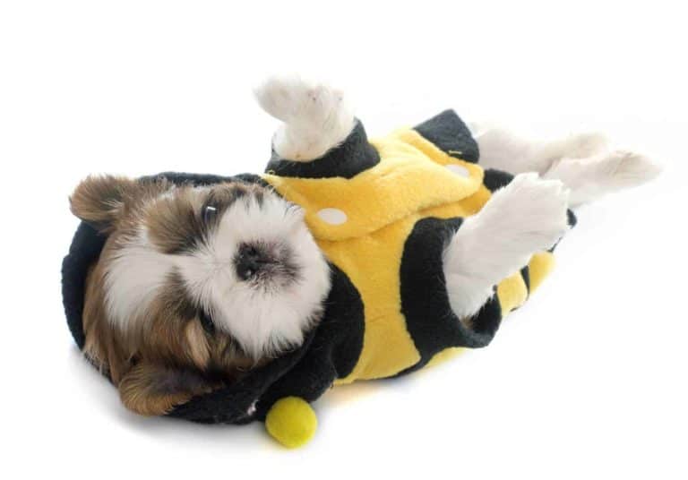 Dogs And Beeswax: What You Need To Know – Grampa's Honey