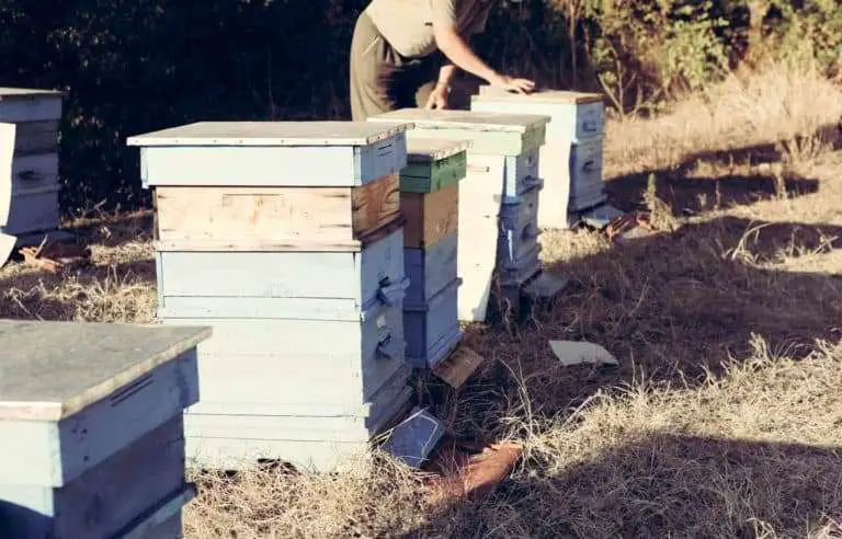 A Guide to Moving Bees Without Killing Them – Grampa's Honey