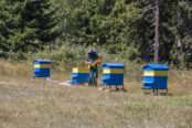 Beekeeping 101: How many acres do I need to start an apiary? – Grampa's ...